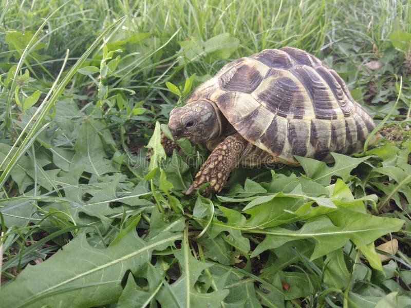 Hermann s tortoise stock photo. Image of eating, organism - 43345678