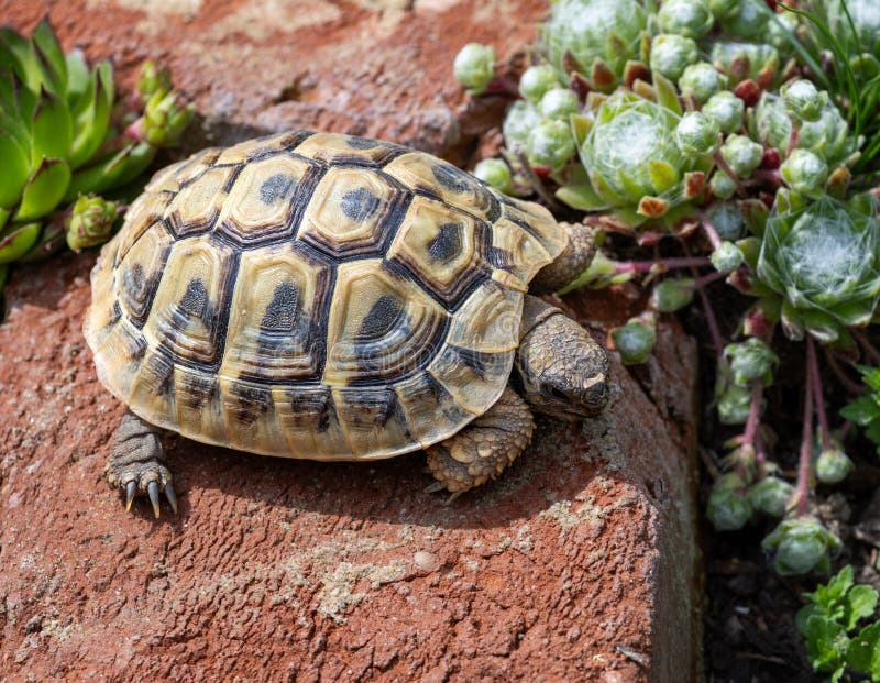 Hermann S Tortoise in a Terrarium Stock Photo - Image of houseleek ...