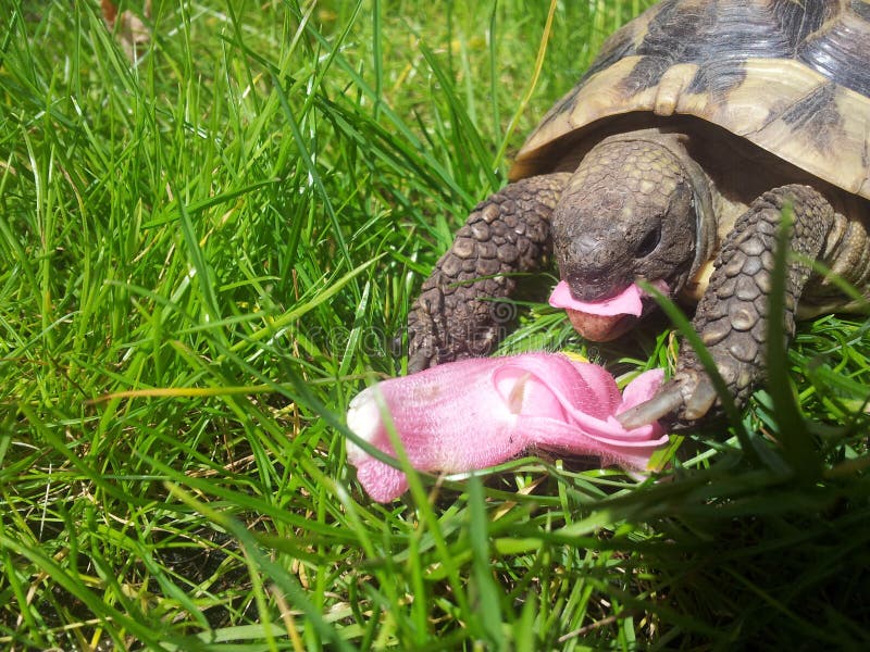 Hermann tortoise stock photo. Image of grazing, eating - 28224776