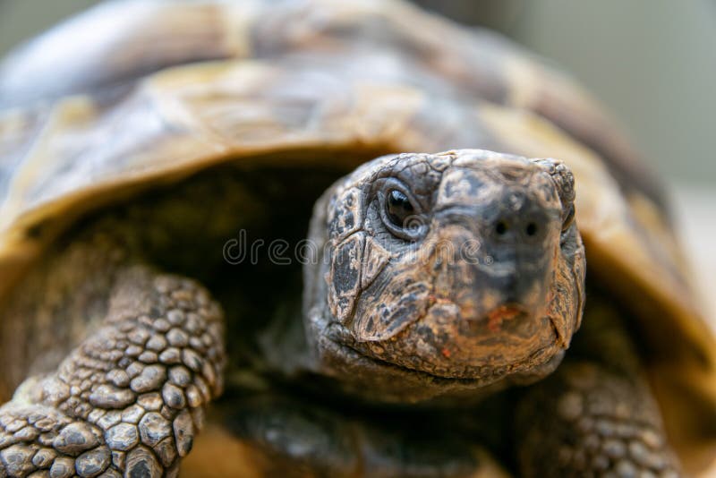 Hermann Tortoise - Real Life Cute Loved Tortoise Pet Stock Photo ...