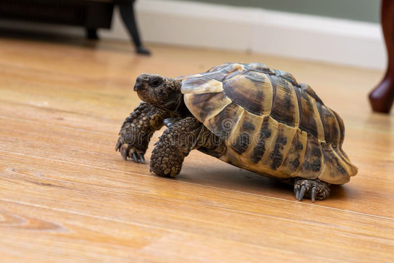 Hermann Tortoise - Real Life Cute Loved Tortoise Pet Stock Photo ...
