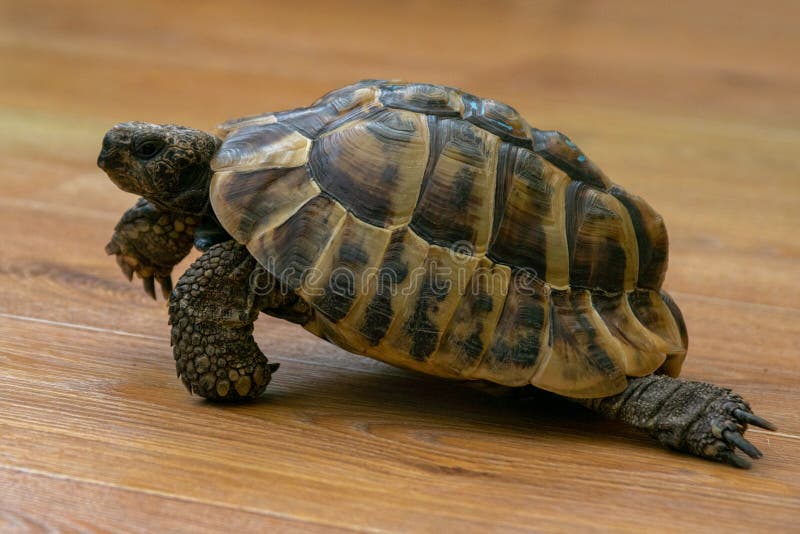 Hermann Tortoise - Real Life Cute Loved Tortoise Pet Stock Image ...
