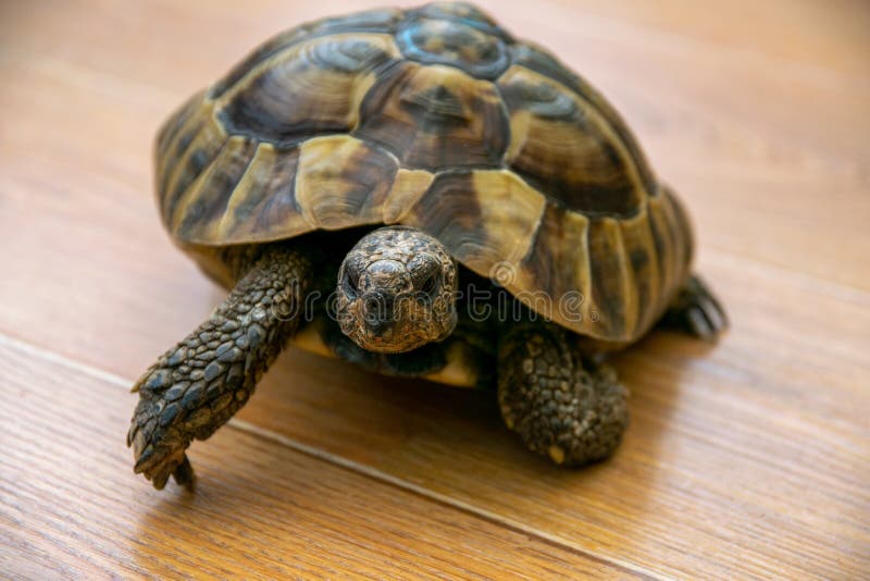 Hermann Tortoise - Real Life Cute Loved Tortoise Pet Stock Photo ...