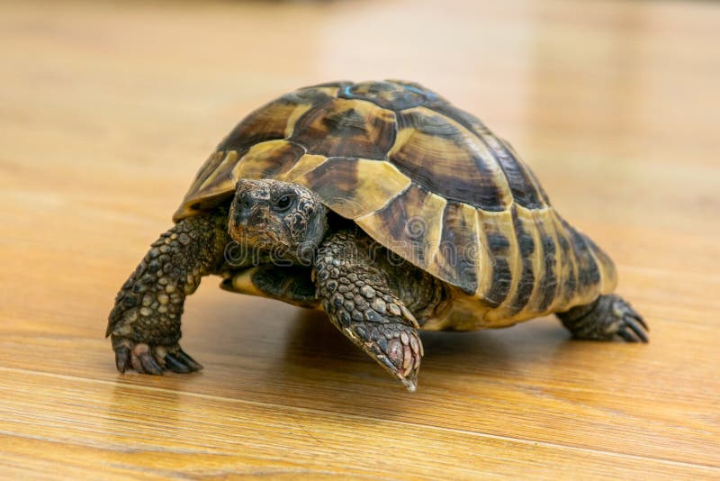 Hermann Tortoise - Real Life Cute Loved Tortoise Pet Stock Image ...