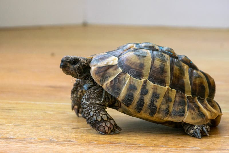 Hermann Tortoise - Real Life Cute Loved Tortoise Pet Stock Image ...