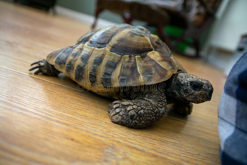 Hermann Tortoise - Real Life Cute Loved Tortoise Pet Stock Image ...