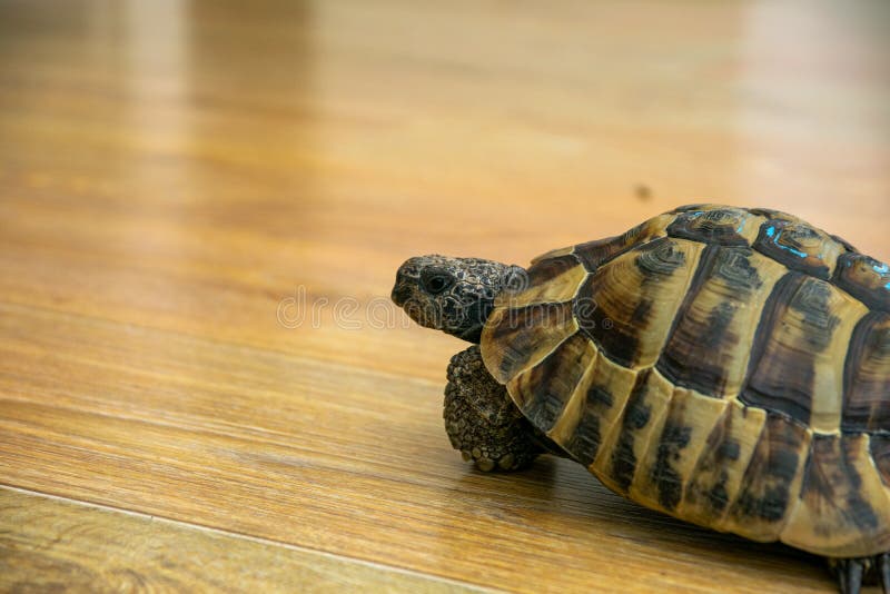 Hermann Tortoise - Real Life Cute Loved Tortoise Pet Stock Photo ...