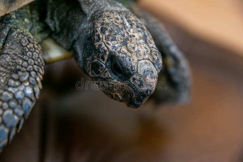Hermann Tortoise - Real Life Cute Loved Tortoise Pet Stock Photo ...