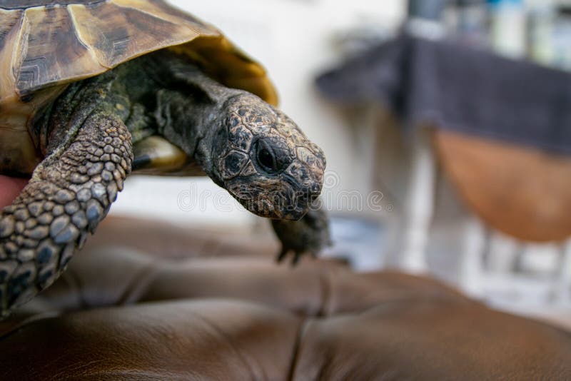 Hermann Tortoise - Real Life Cute Loved Tortoise Pet Stock Photo ...