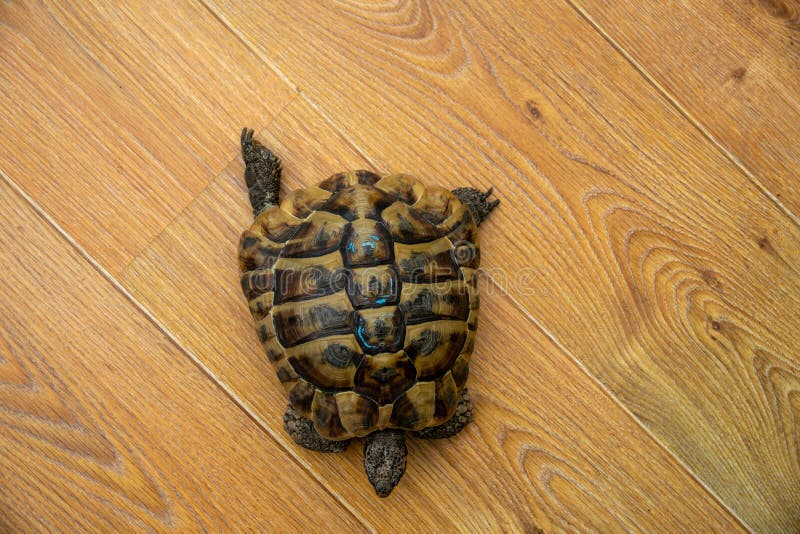 Hermann Tortoise - Real Life Cute Loved Tortoise Pet Stock Image ...