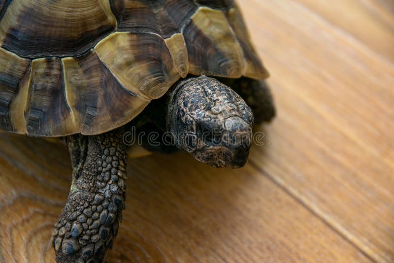 Hermann Tortoise - Real Life Cute Loved Tortoise Pet Stock Image ...