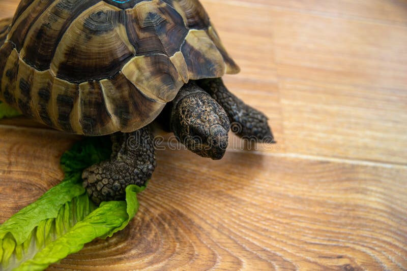 Hermann Tortoise - Real Life Cute Loved Tortoise Pet Stock Photo ...