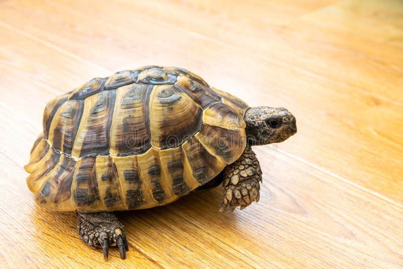 Hermann Tortoise - Real Life Cute Loved Tortoise Pet Stock Photo ...
