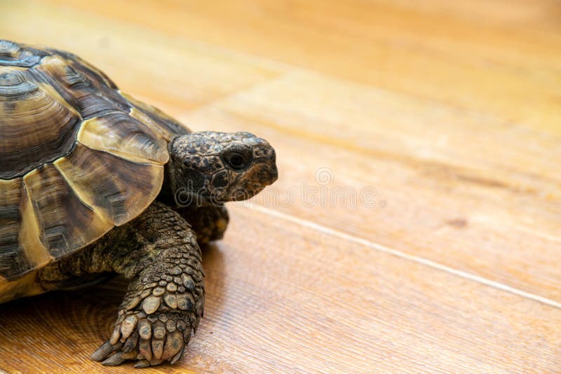 Hermann Tortoise - Real Life Cute Loved Tortoise Pet Stock Image ...