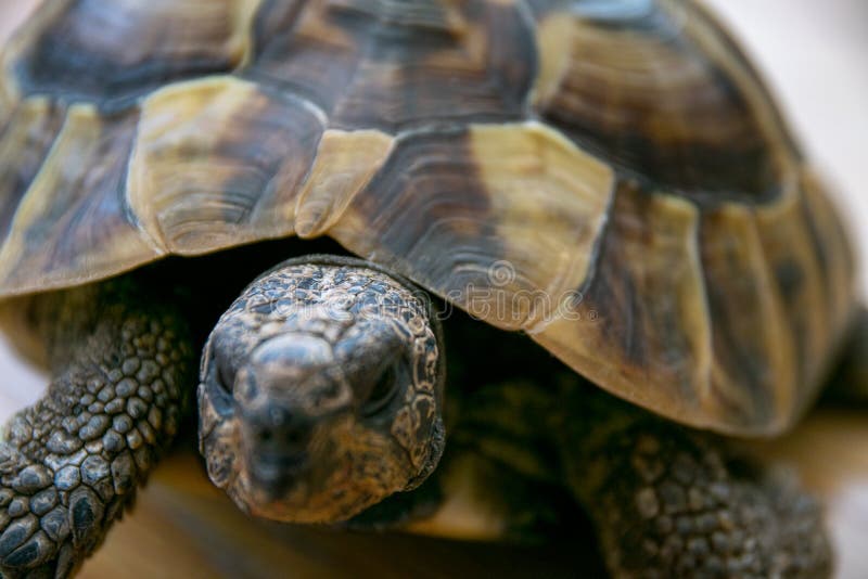 Hermann Tortoise Real Life Lindo Querido Tortoise Pet Imagen de archivo ...