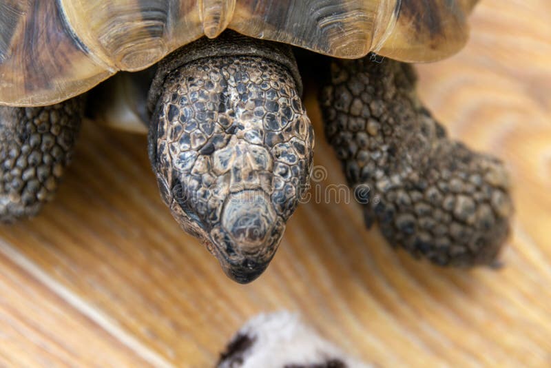 Hermann Tortoise Real Life Lindo Querido Tortoise Pet Imagen de archivo ...