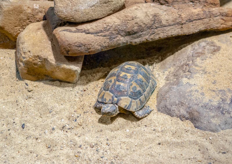 Hermanns Tortoise in Arid Ambiance Stock Photo - Image of arid, scaly ...