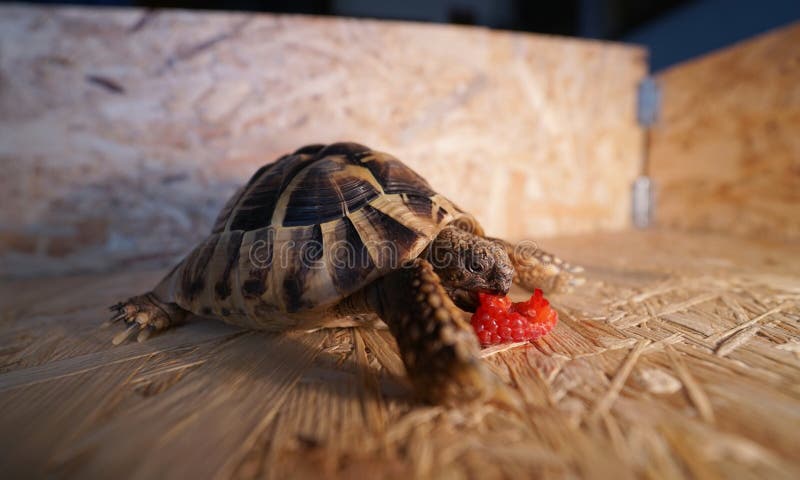 Baby Turtle Eating A Raspberry