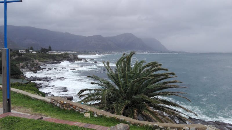 Hermanus, Western Cape stock image. Image of arecales - 78080473
