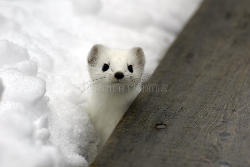 Hermelijn. stock foto. Image of sneeuw, buiten, kamchatka - 17290400