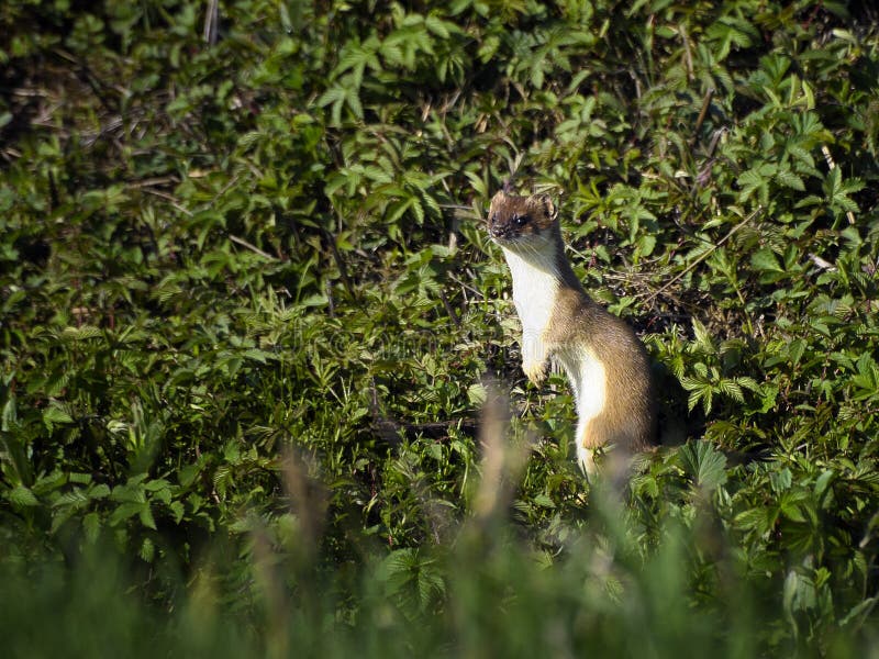 Hermelijn of wezel stock foto. Image of wild, stok, dier - 17596450
