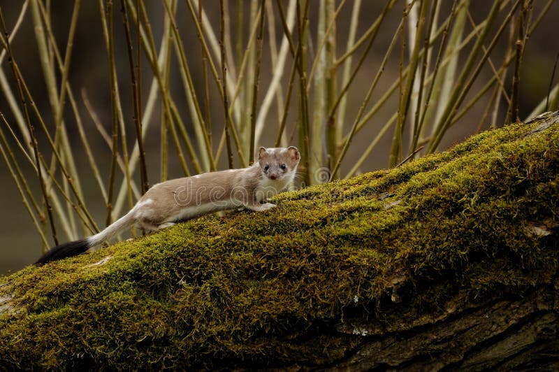 Wezel, Mustela nivalis stock afbeelding. Image of klein - 36666997
