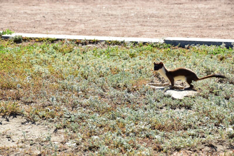 Hermelin stock photo. Image of hermelin, nature, view - 88909750