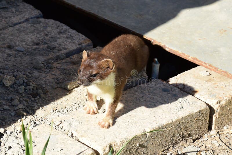 Hermelin stock image. Image of animal, view, hermelin - 88910879