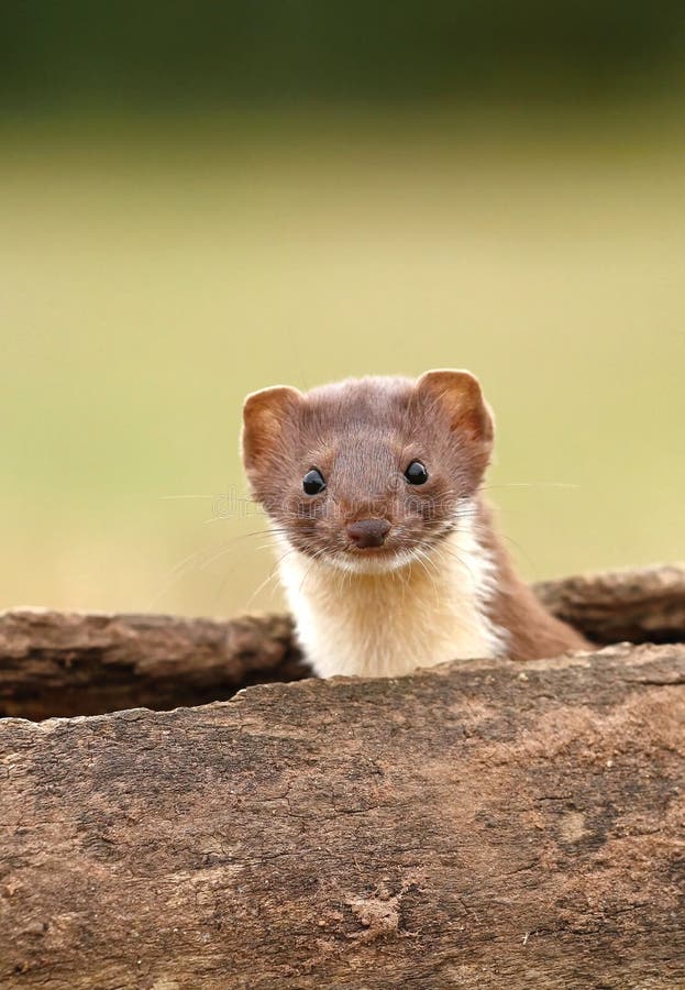 Hermelin i journal arkivfoto. Bild av köttätare, förtjusande - 61642810