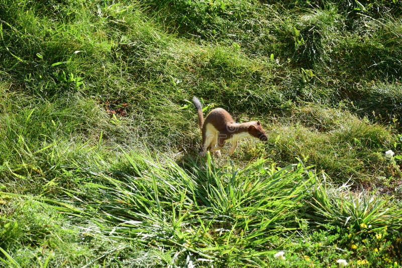 Hermelin stock image. Image of city, view, hermelin, grass - 88913437