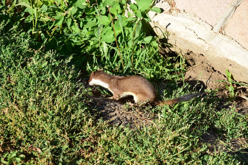 Hermelin stock image. Image of photographs, habitat, animal - 88908573