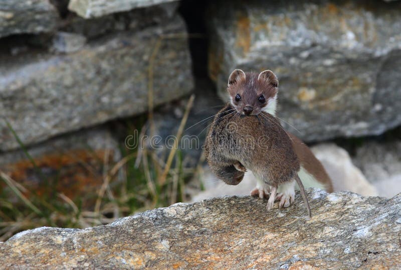 Hermine blanche image stock. Image du hiver, belette - 29857357