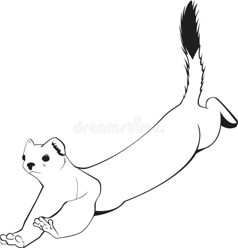 Ermine is running stock illustration. Illustration of hermine - 265921975