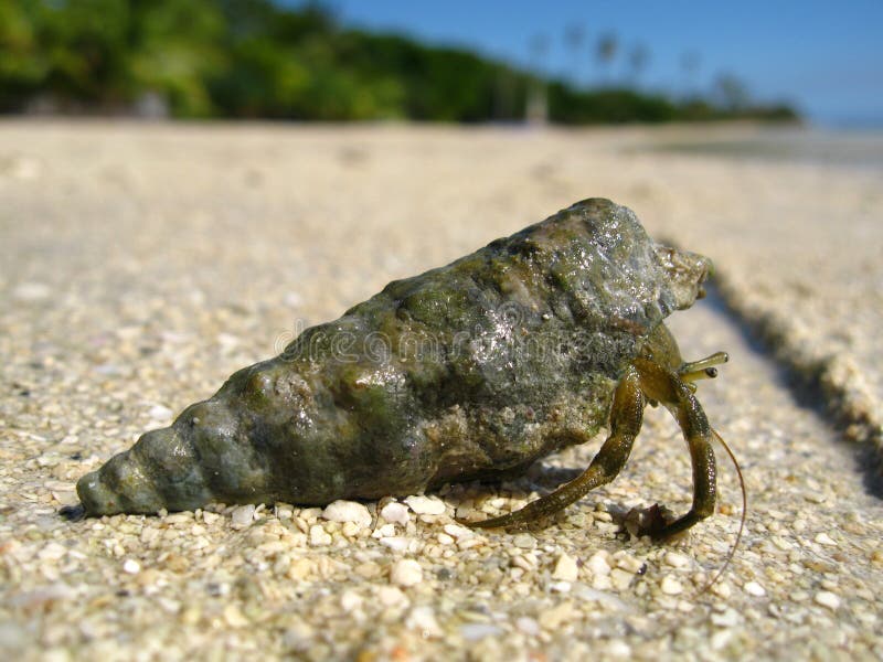 Dwarf Zebra Hermit Crab - Calcinus Laevimanus Stock Photo - Image of ...