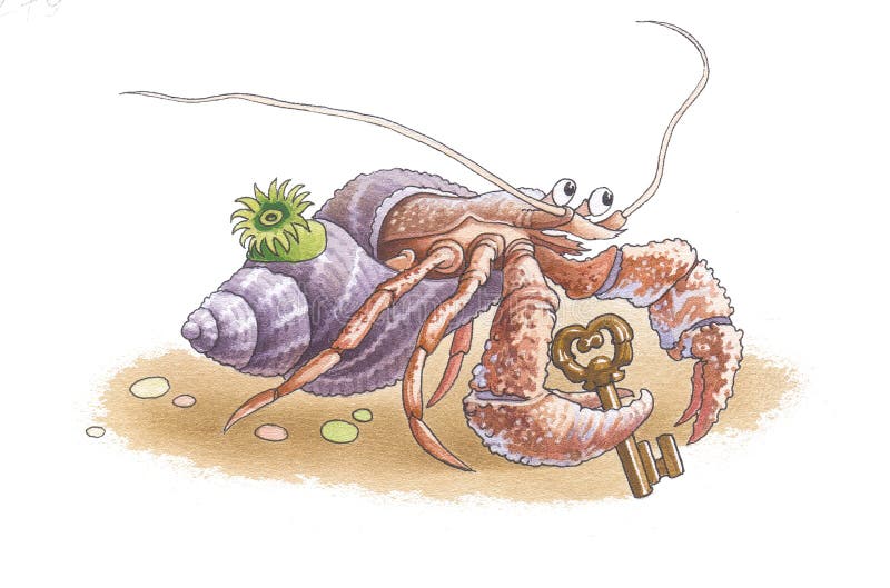 Hermit Crab Shell Drawing