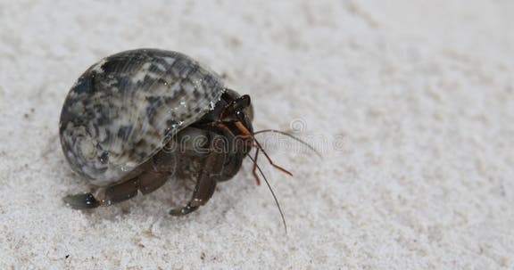 Empty Hermit Crab Shell Stock Photos - Free & Royalty-Free Stock Photos ...