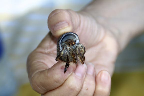 Hermit crab stock photo. Image of decapod, claws, animal - 19933850