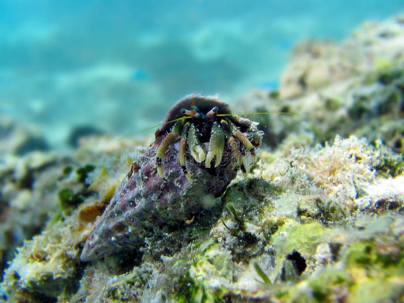 Dwarf Zebra Hermit Crab - Calcinus Laevimanus Stock Photo - Image of ...