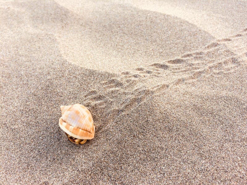 Hermit Crab on Beach - Crab Inside Shell - Stock Image - Image of claw ...