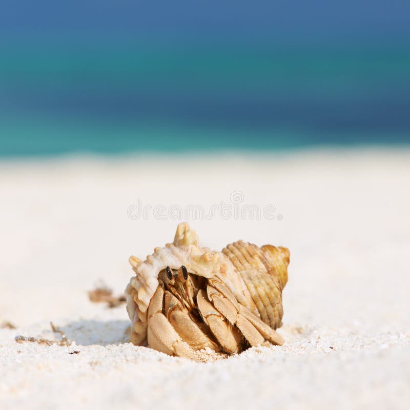 Hermit crab at beach stock photo. Image of scenic, outdoors - 39582490
