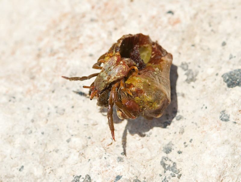 The hermit crab stock photo. Image of feet, ocean, macro - 80041620