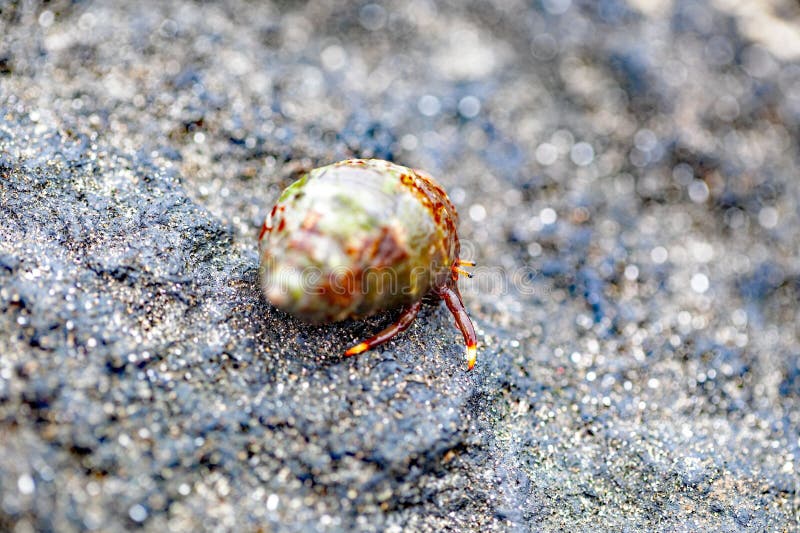 Hermit Crab, Clibanarius Aequabilis, with a Shell on a Rock Stock Photo ...