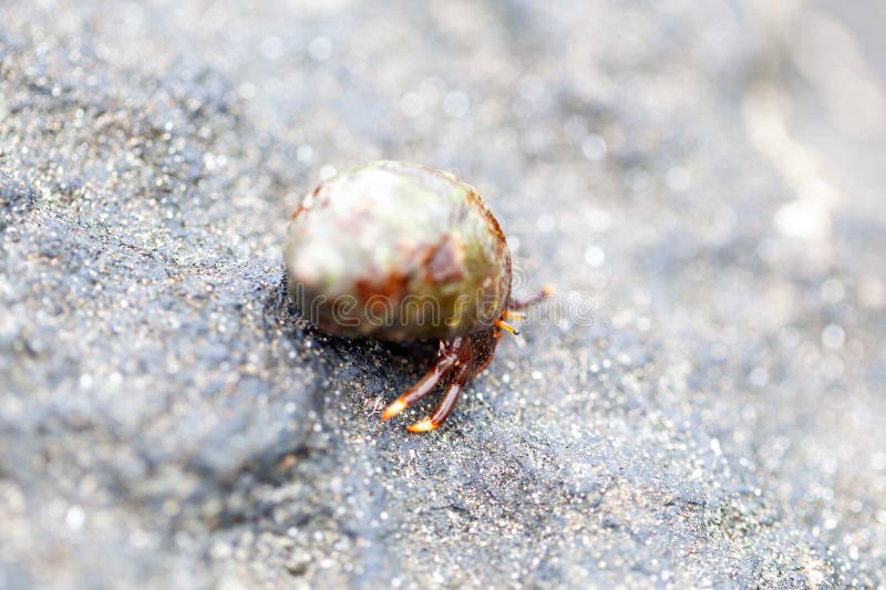 Hermit Crab, Clibanarius Aequabilis, with a Shell on a Rock Stock Photo ...