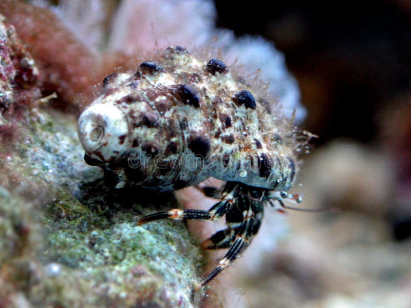 Dwarf Zebra Hermit Crab - Calcinus Laevimanus Stock Photo - Image of ...