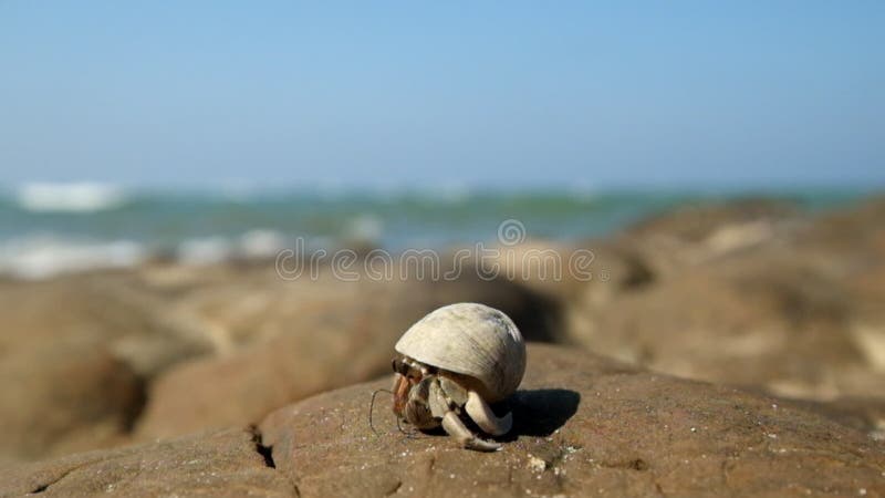 Crab Shell on the Shore by the Sea Stock Video - Video of mollusk ...