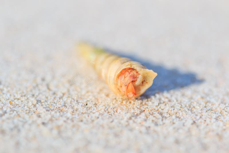 Empty Hermit Crab Shell Stock Photos - Free & Royalty-Free Stock Photos ...