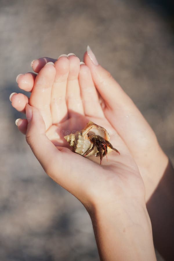 Hermit Crab Crawling on Hand Stock Image - Image of crab, nature: 26829271