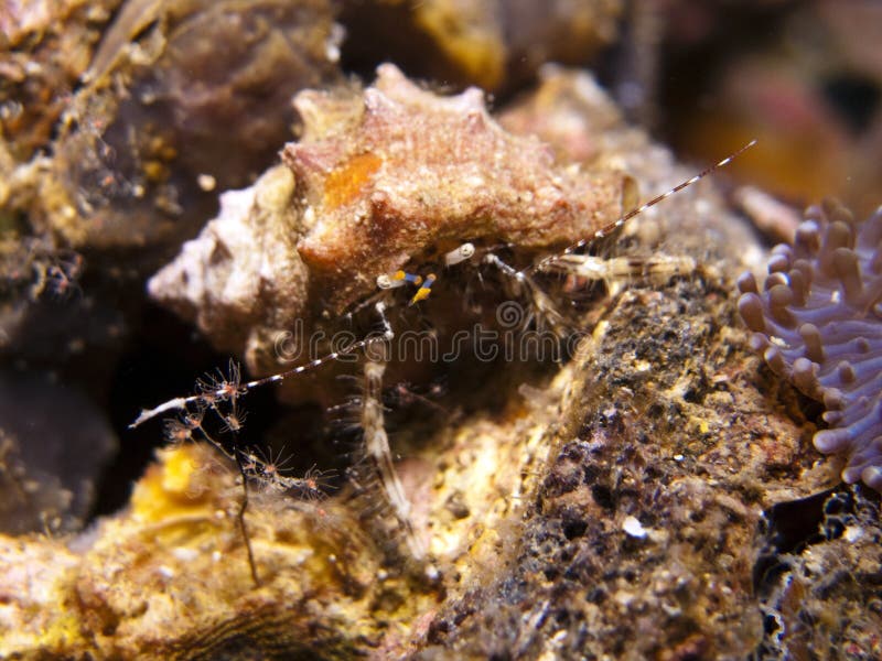 Hermit Crab - Diogenidae Sp. Stock Photo - Image of tropical, fishy ...