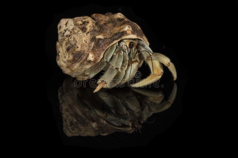 Hermit Crab - Emerging from Shell Stock Photo - Image of crawl, closeup ...