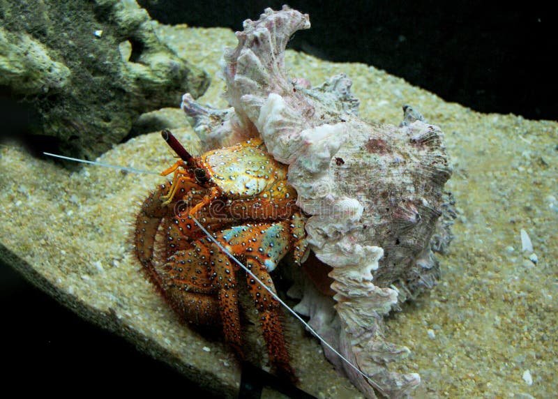 Hermit Crab with an Intricate Shaped Shell in Its Habitat Stock Image ...
